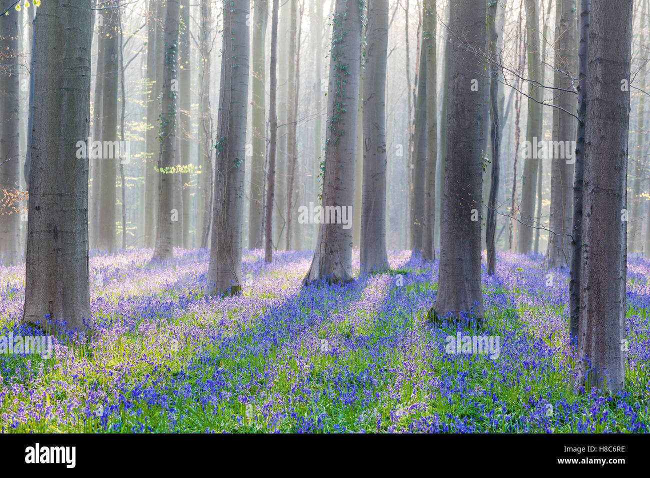 Beech (Fagus sp) trees, Belgium Stock Photo - Alamy