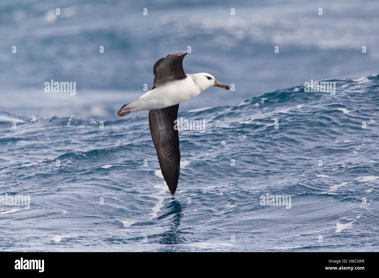 Black-browed Albatross (Thalassarche melanophrys) juvenile flying ...