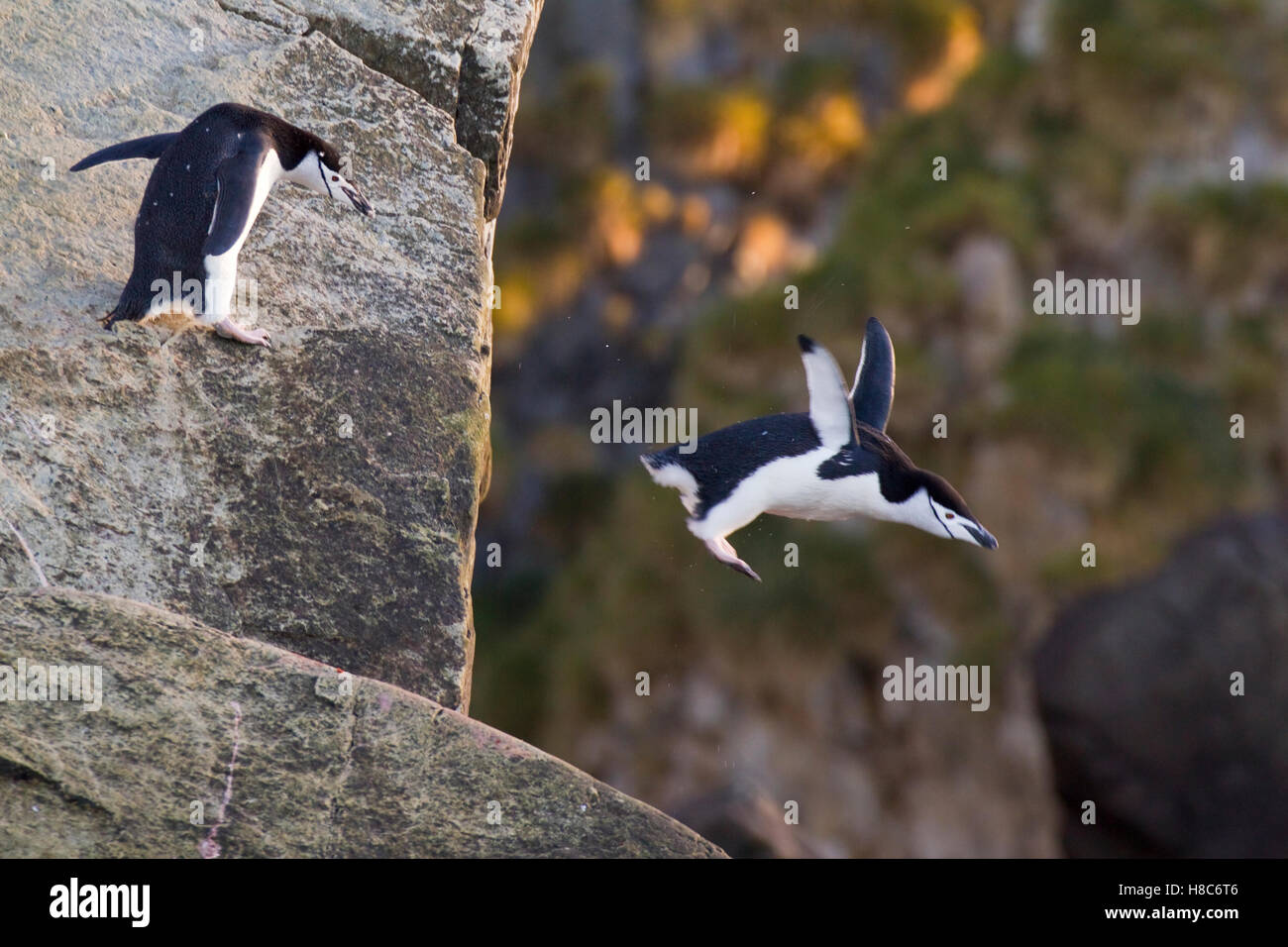 Chinstrap Penguin (Pygoscelis antarctica) pair jumping into sea, Cooper ...