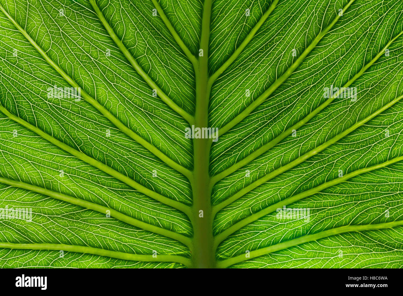 Leaf in rainforest sowing rib and veins, Ecuador Stock Photo - Alamy