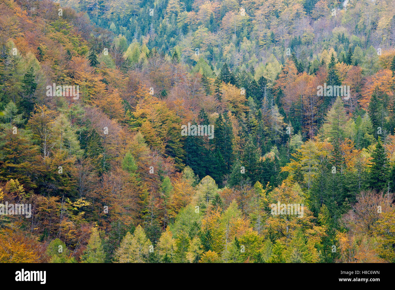 Trees in fall, Triglav National Park, Slovenia Stock Photo - Alamy