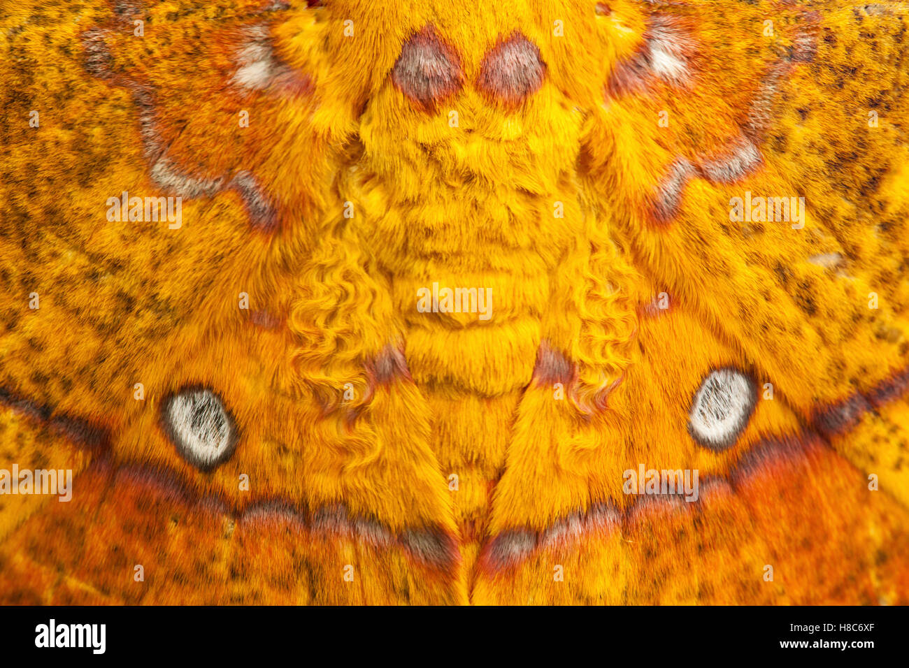 False eye spots on moth wings, Andes, Ecuador Stock Photo - Alamy