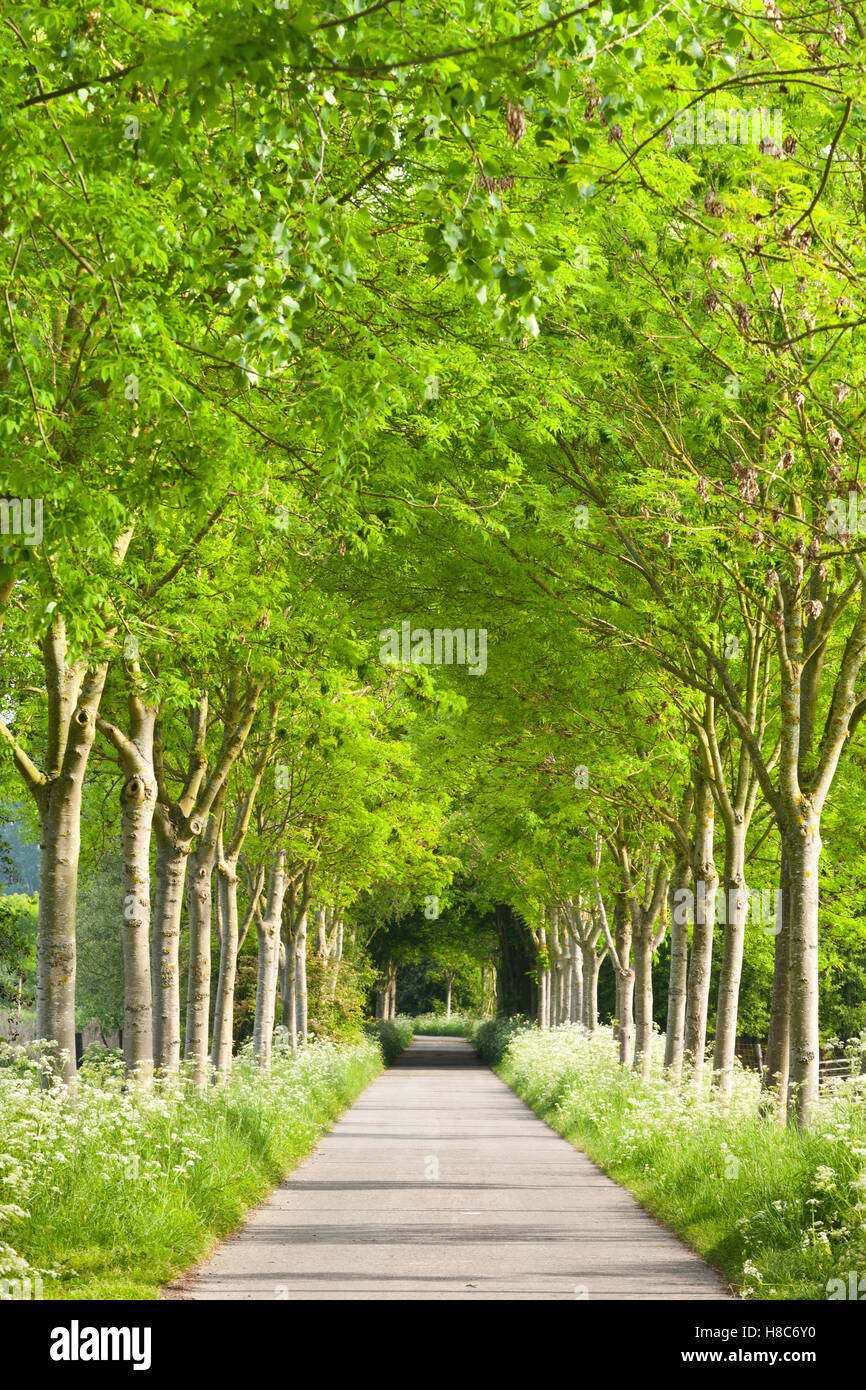 Trees along path in spring, Zingem, Belgium Stock Photo - Alamy