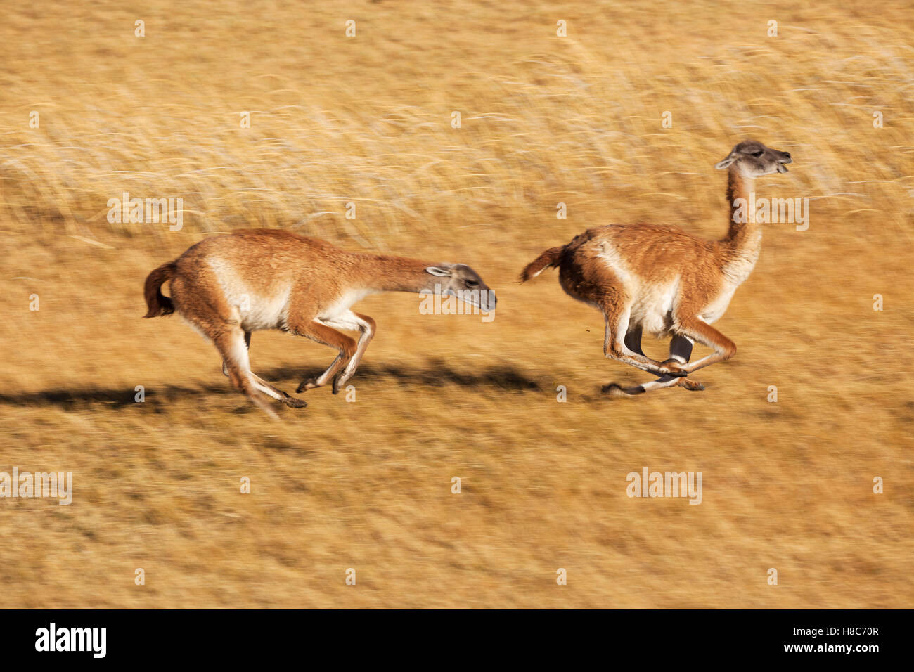Guanaco (Lama guanicoe) pair fighting, Torres del Paine National Park ...