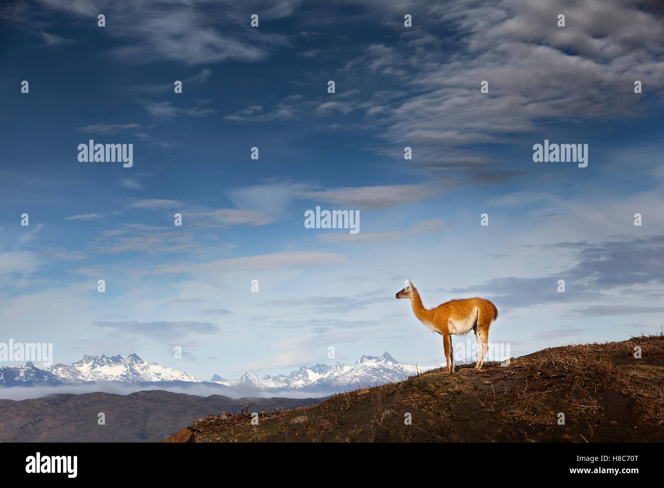 Guanaco (Lama guanicoe) individual, Torres del Paine National Park ...