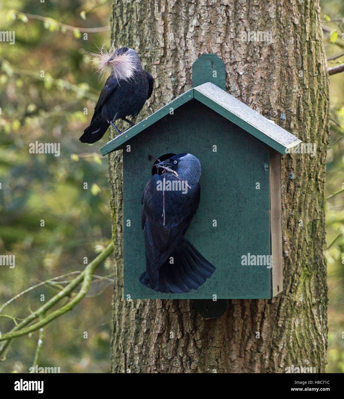 Eurasian Jackdaw (Corvus monedula) pair nesting in nest box, Europe ...