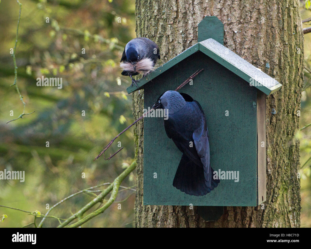 Eurasian Jackdaw (Corvus monedula) pair nesting in nest box, Europe ...