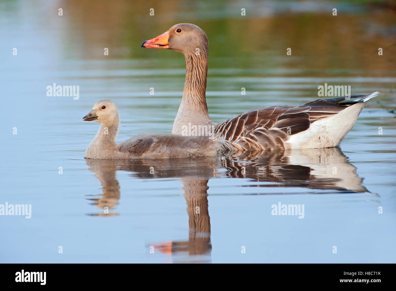 Greylag Goose (Anser anser) with gosling, Europe Stock Photo - Alamy
