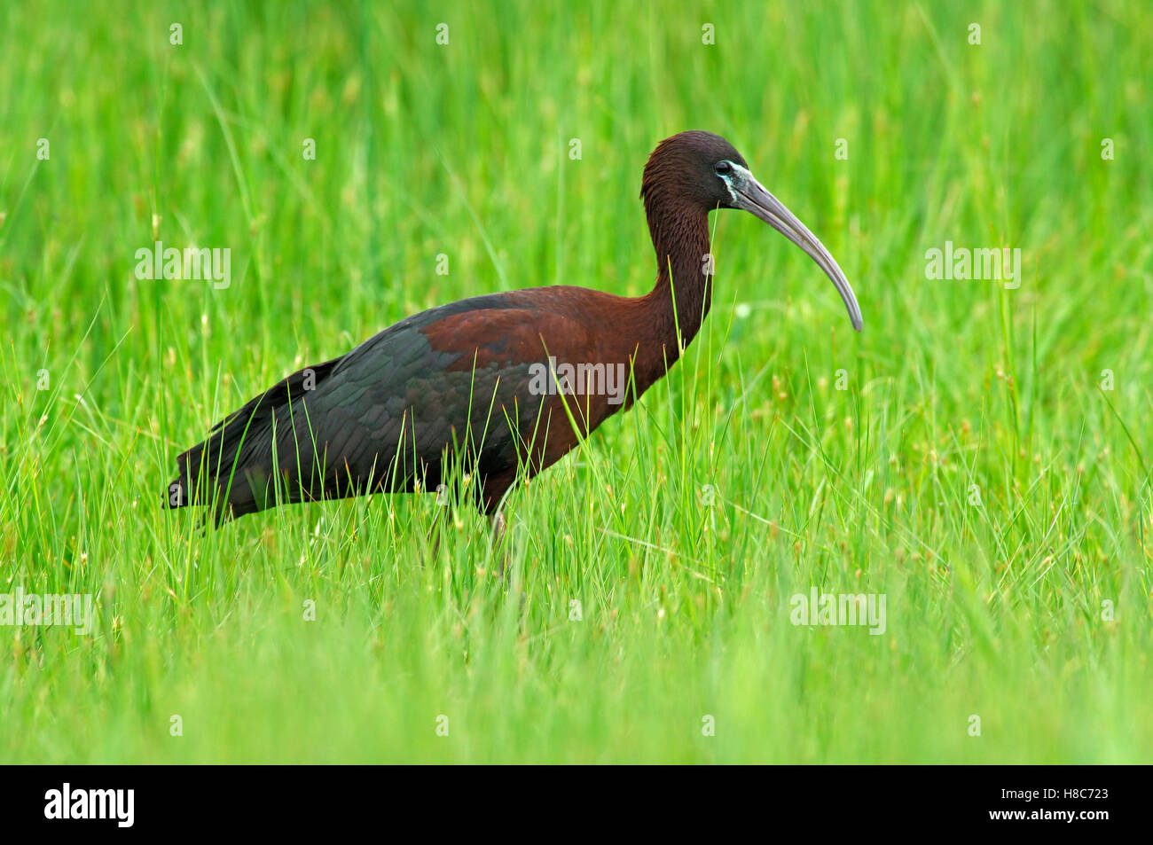 Glossy Ibis (Plegadis falcinellus) in tall grass, Ukraine Stock Photo ...