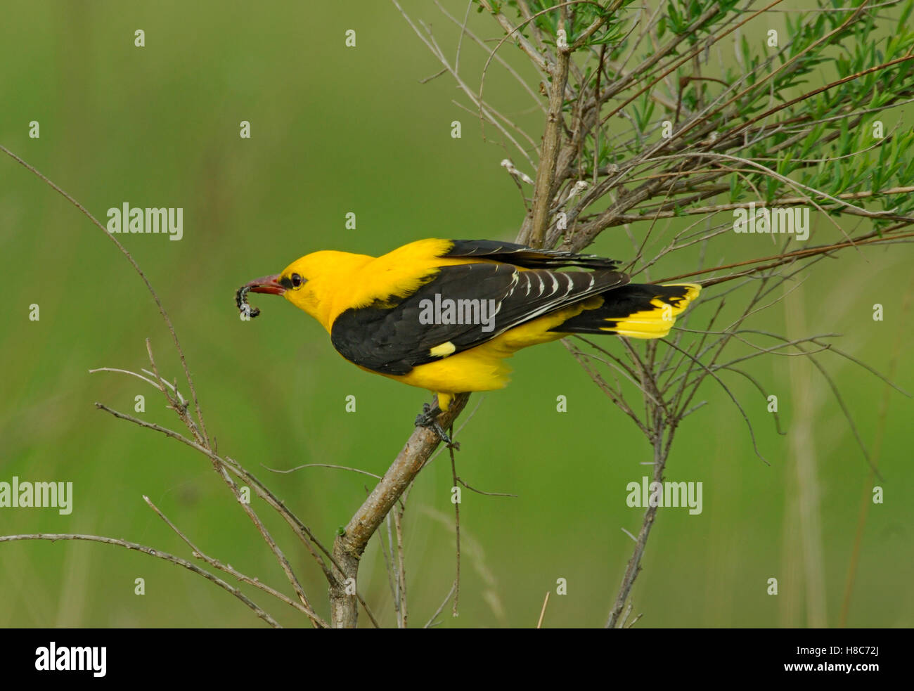 Golden Oriole (Oriolus oriolus) male with caterpillar prey, Europe ...