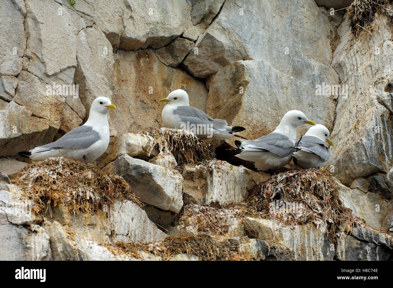 Black-legged Kittiwake (Rissa tridactyla) group nesting on cliff ...