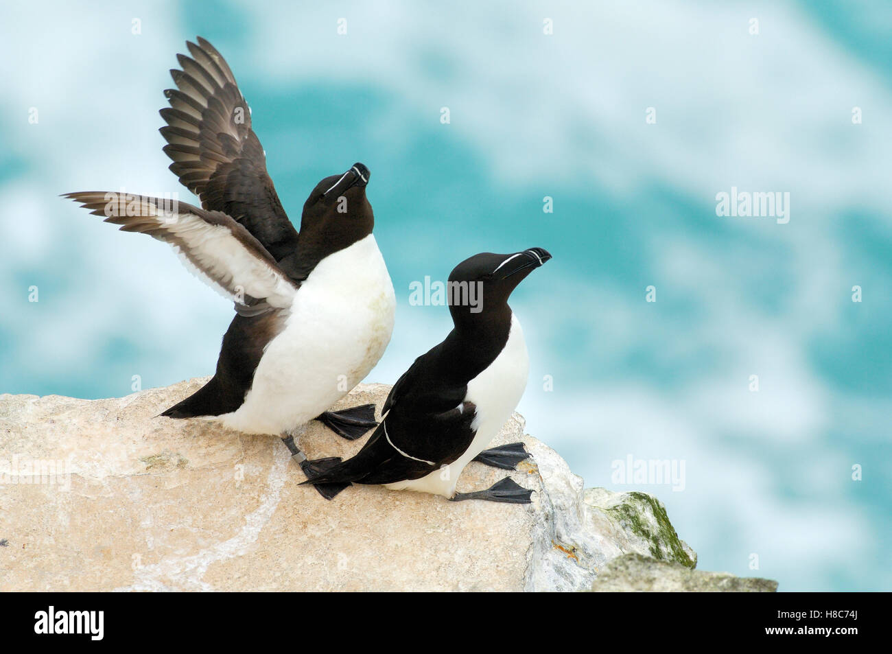Razorbill (Alca torda) pair, Iceland Stock Photo - Alamy