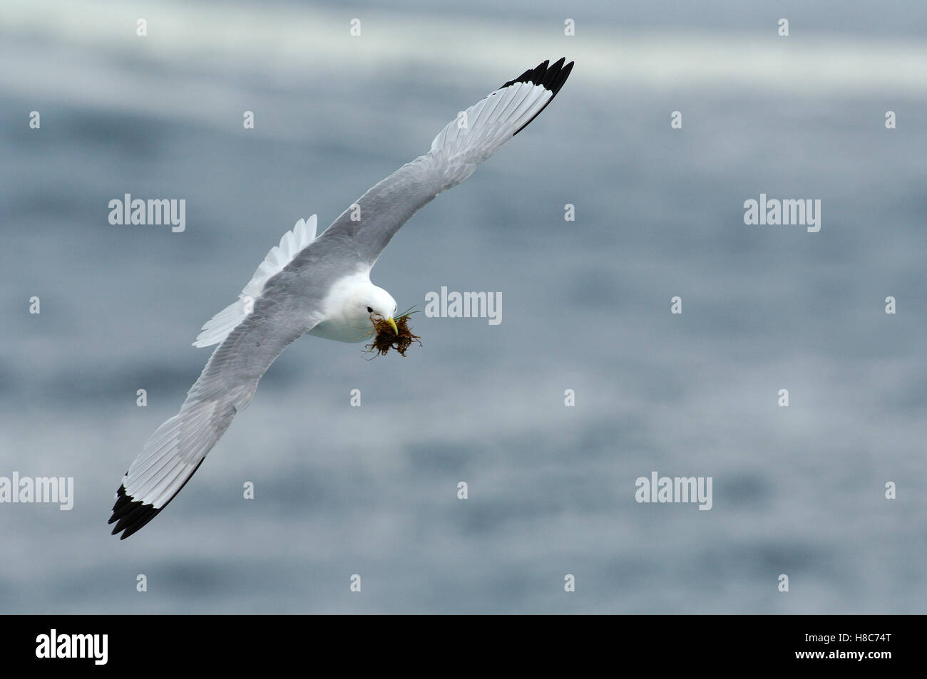 Black-legged Kittiwake (Rissa tridactyla) flying, Iceland Stock Photo ...