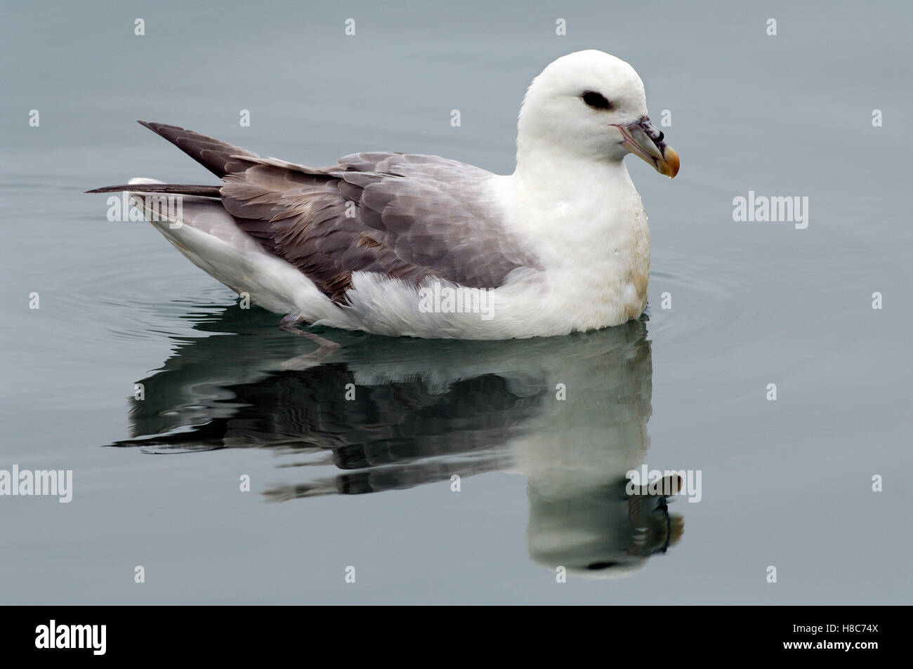Northern Fulmar (Fulmarus glacialis) on water, Iceland Stock Photo - Alamy