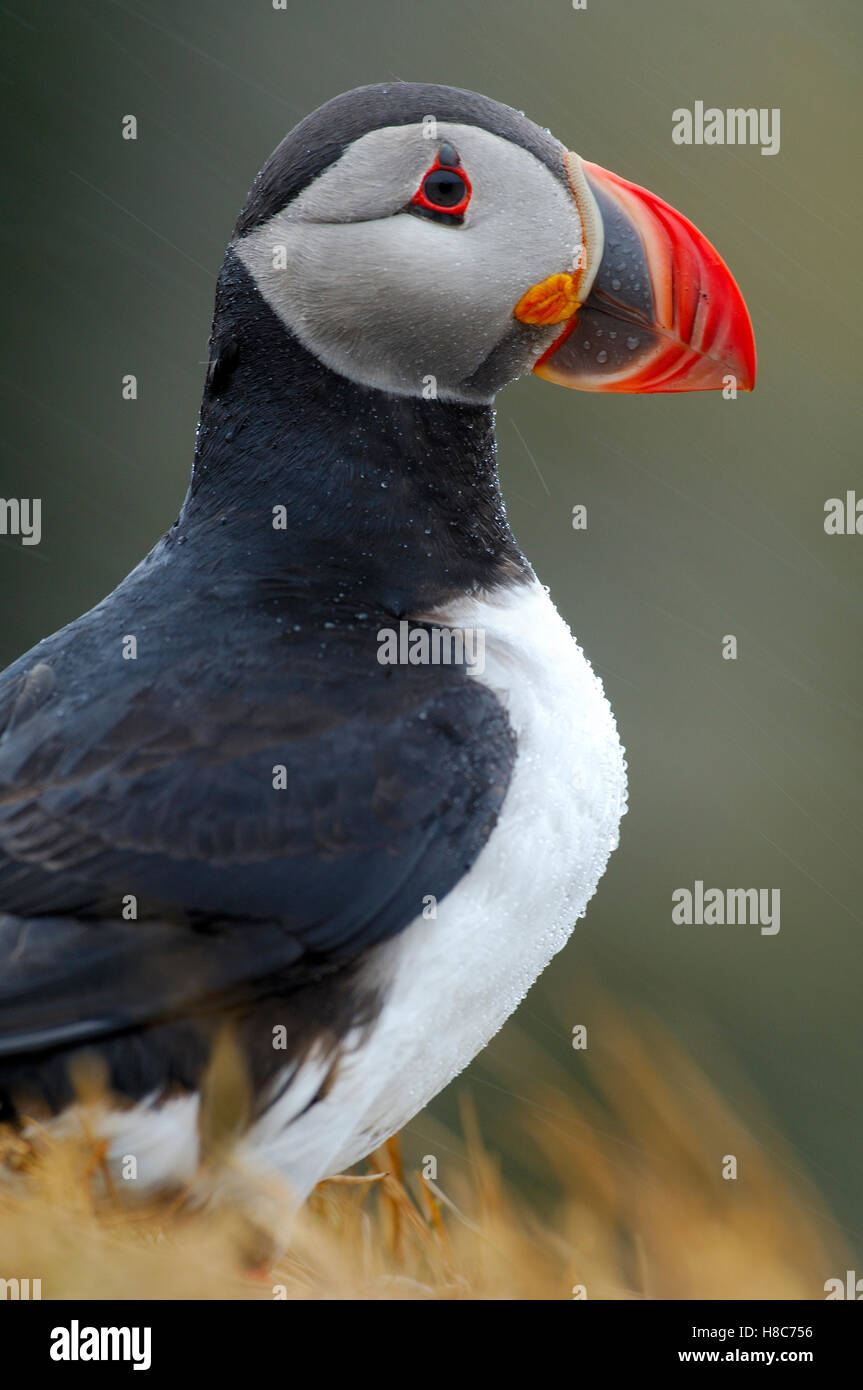 Atlantic Puffin (Fratercula arctica) portrait, Iceland Stock Photo - Alamy
