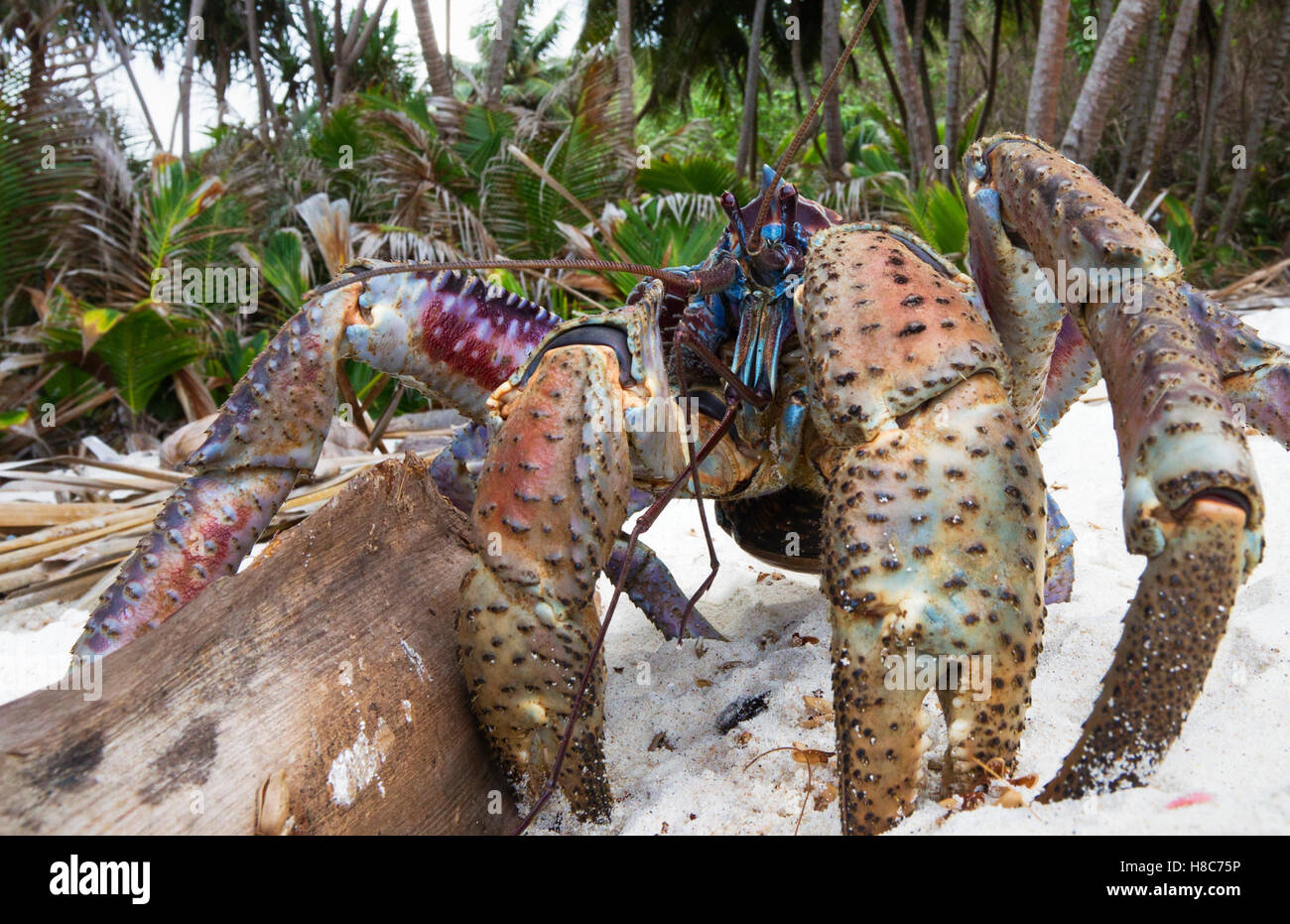 Coconut Crab (Birgus latro) on beach, Christmas Island National Park ...