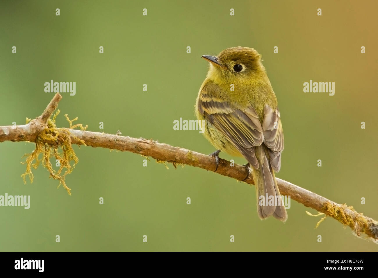 Yellowish Flycatcher (Empidonax flavescens), Costa Rica Stock Photo - Alamy