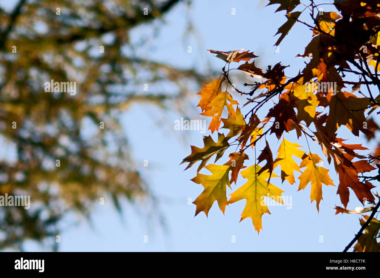 Northern Red Oak (Quercus rubra) leaves in autumn colors, North America ...
