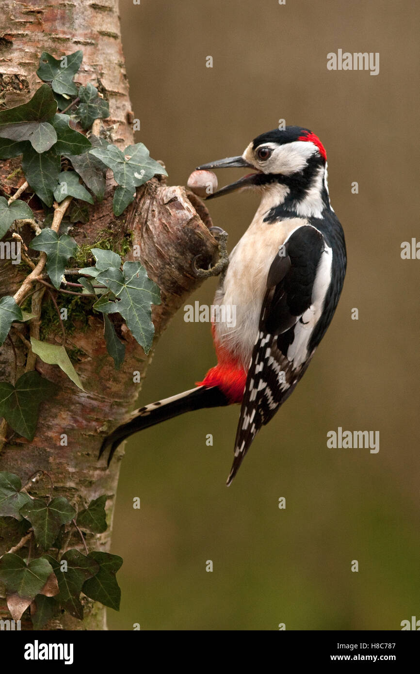 Great Spotted Woodpecker (Dendrocopos major) carrying an acorn ...