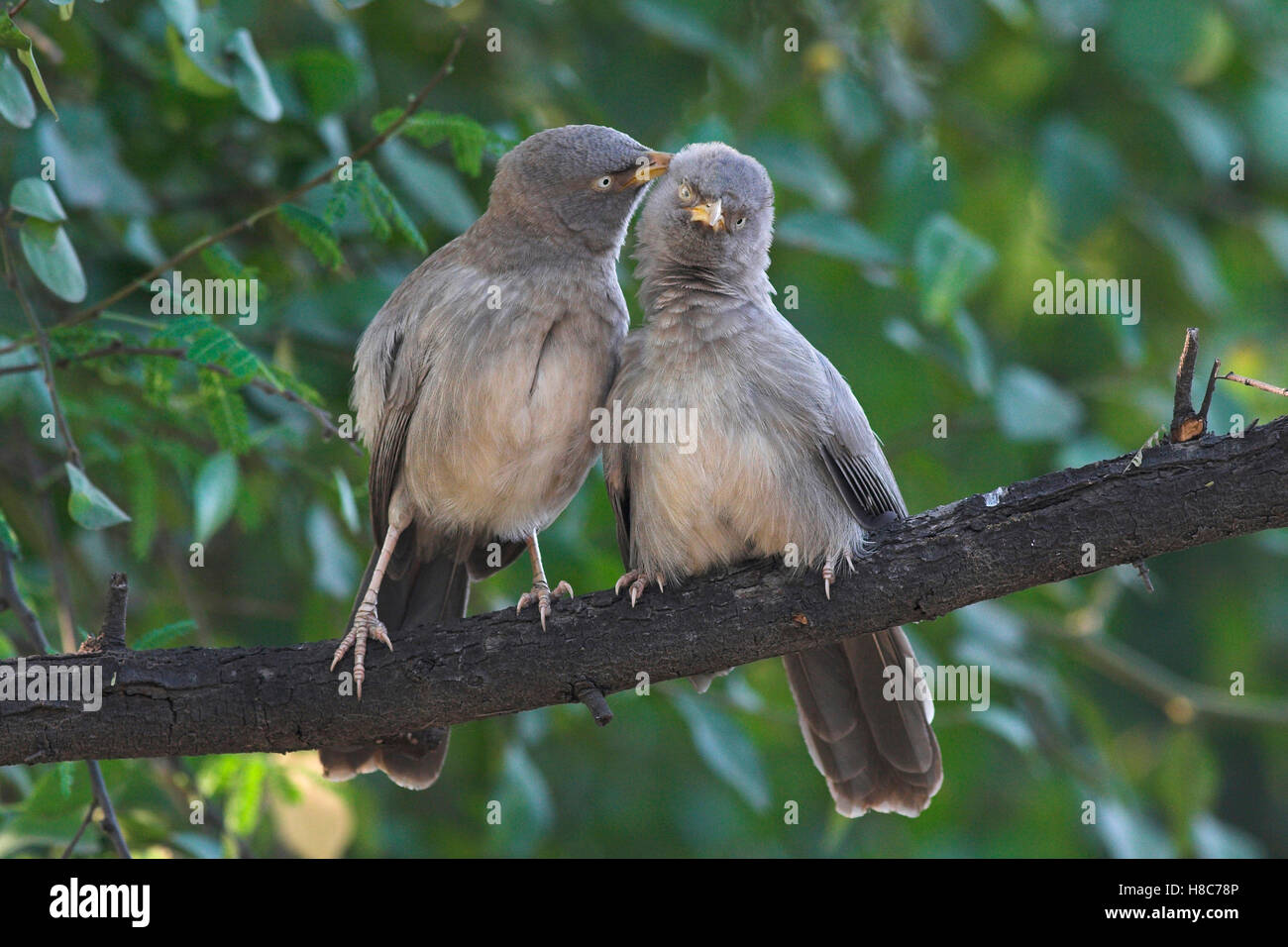 Jungle Babbler (Turdoides striatus) pair allopreening, India Stock ...