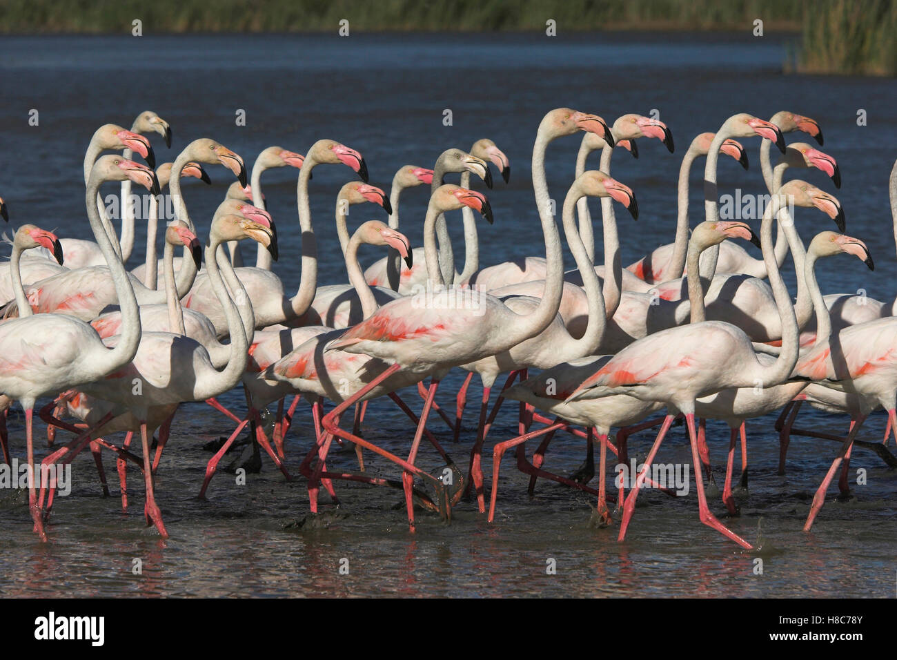 Greater Flamingo (Phoenicopterus ruber) flock, Europe Stock Photo - Alamy