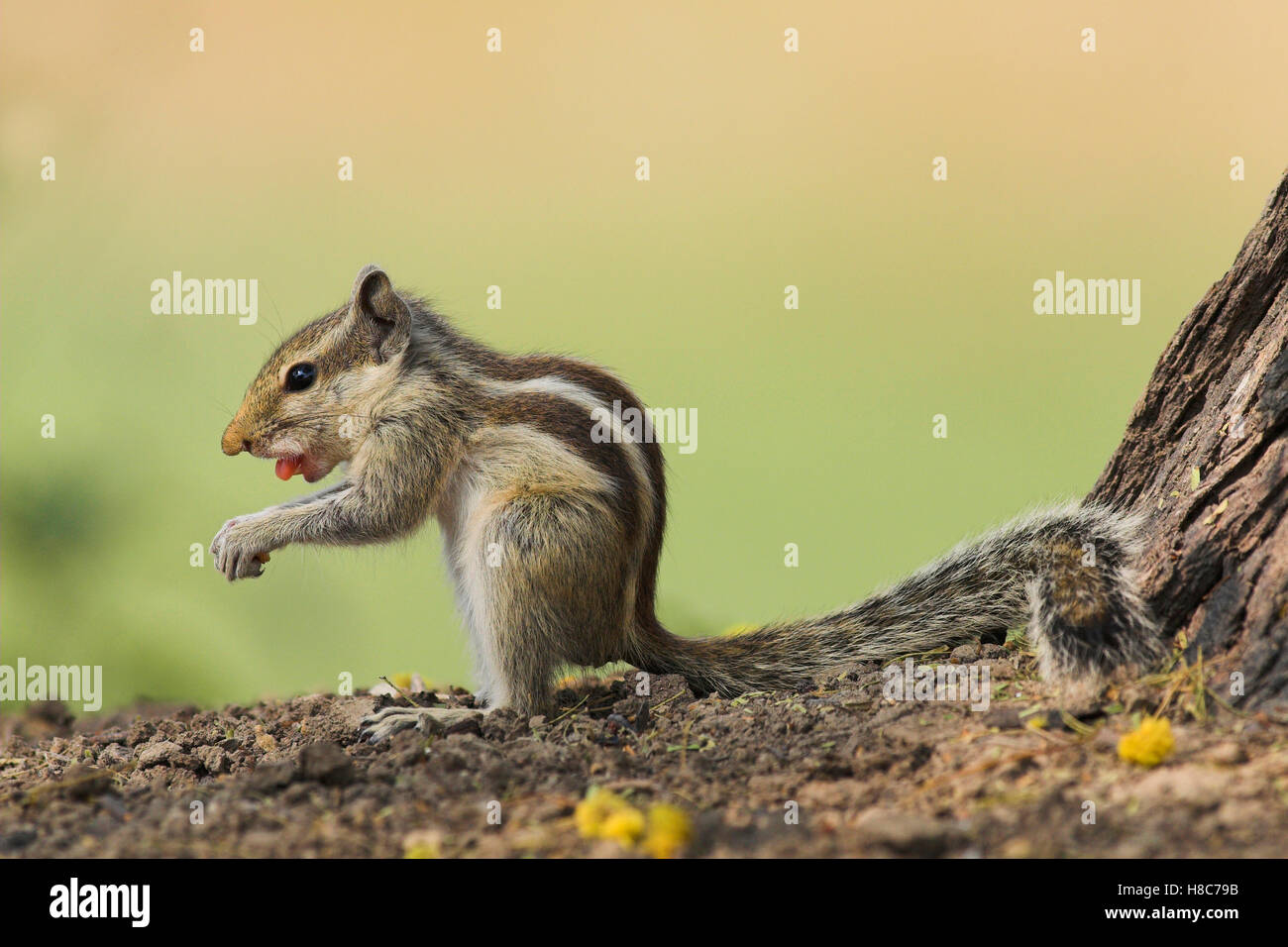 Indian Palm Squirrel (Funambulus palmarum) feeding, India Stock Photo ...