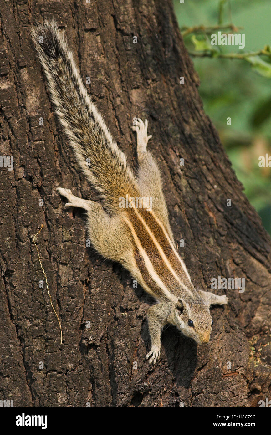 Indian Palm Squirrel (Funambulus palmarum) sunning on tree trunk, India ...