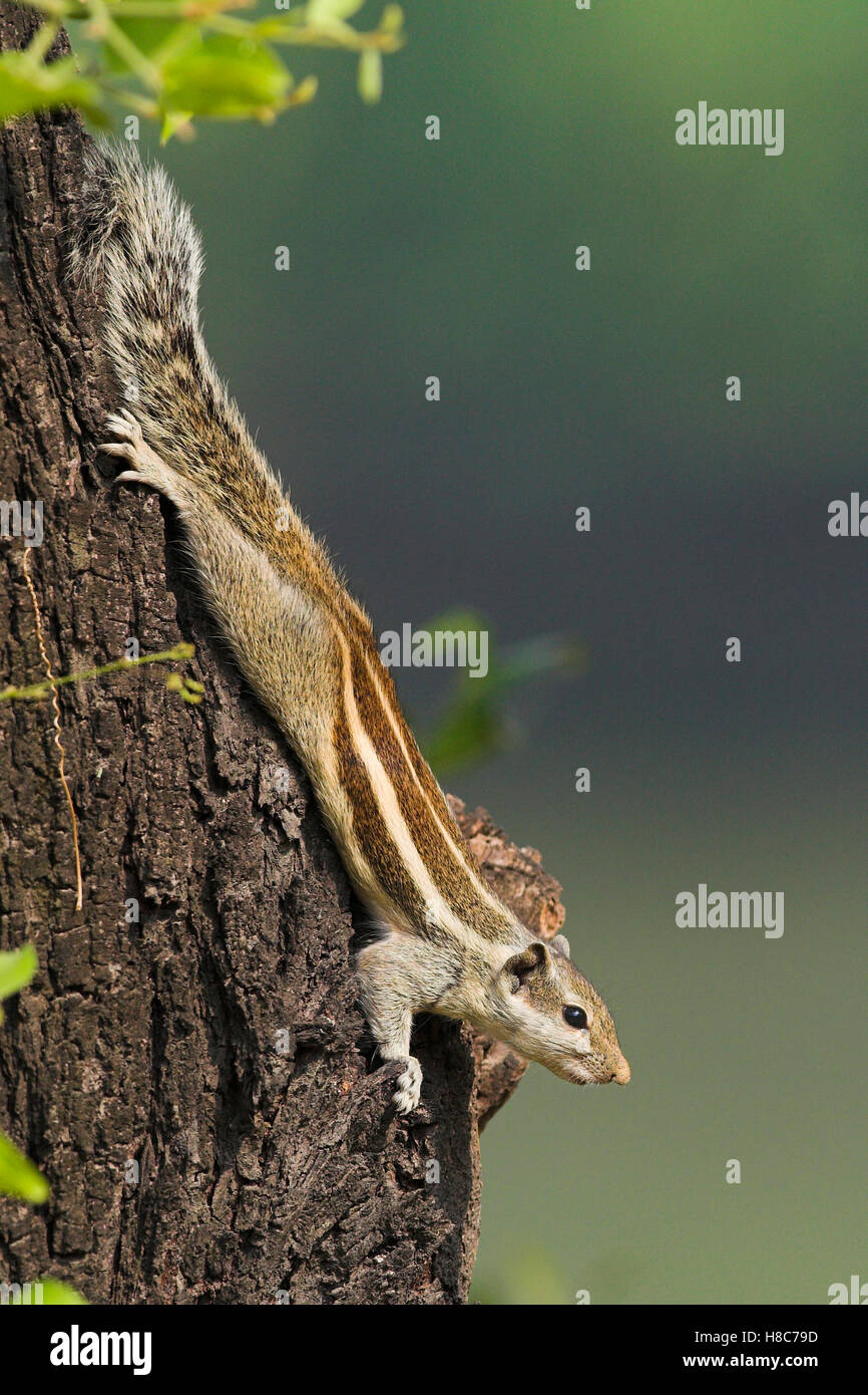 Indian Palm Squirrel (Funambulus palmarum) sunning on tree trunk, India ...