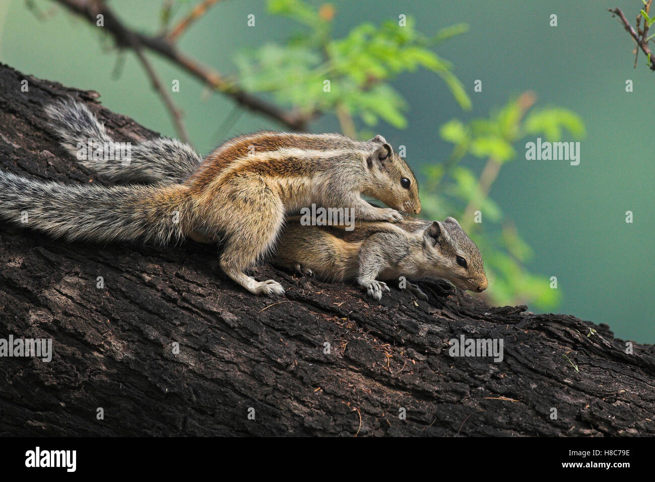 Indian Palm Squirrel (Funambulus palmarum) pair mating, India Stock ...
