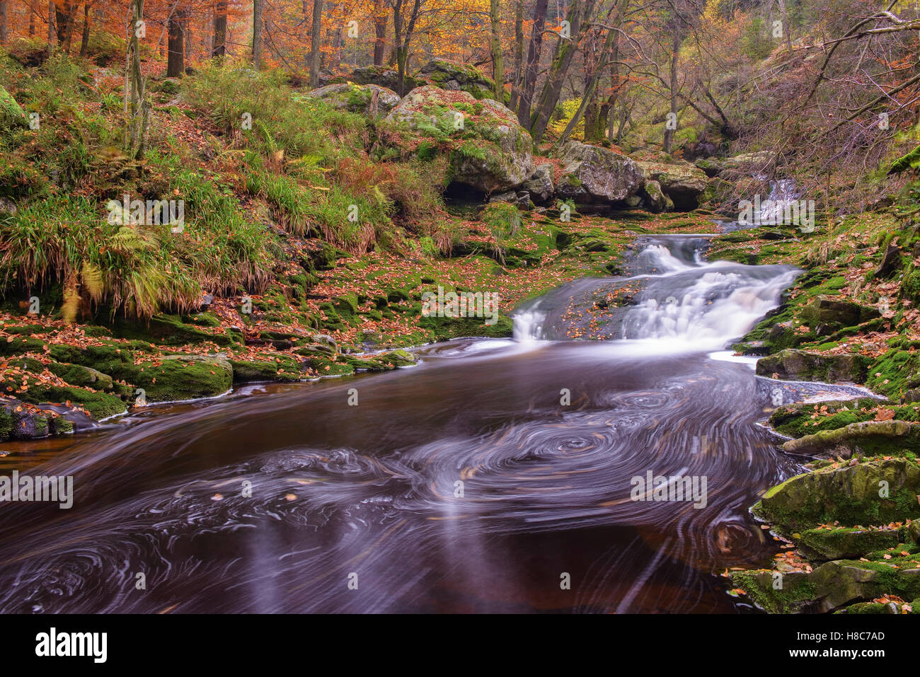 River flowing through forest in fall, Belgium Stock Photo - Alamy