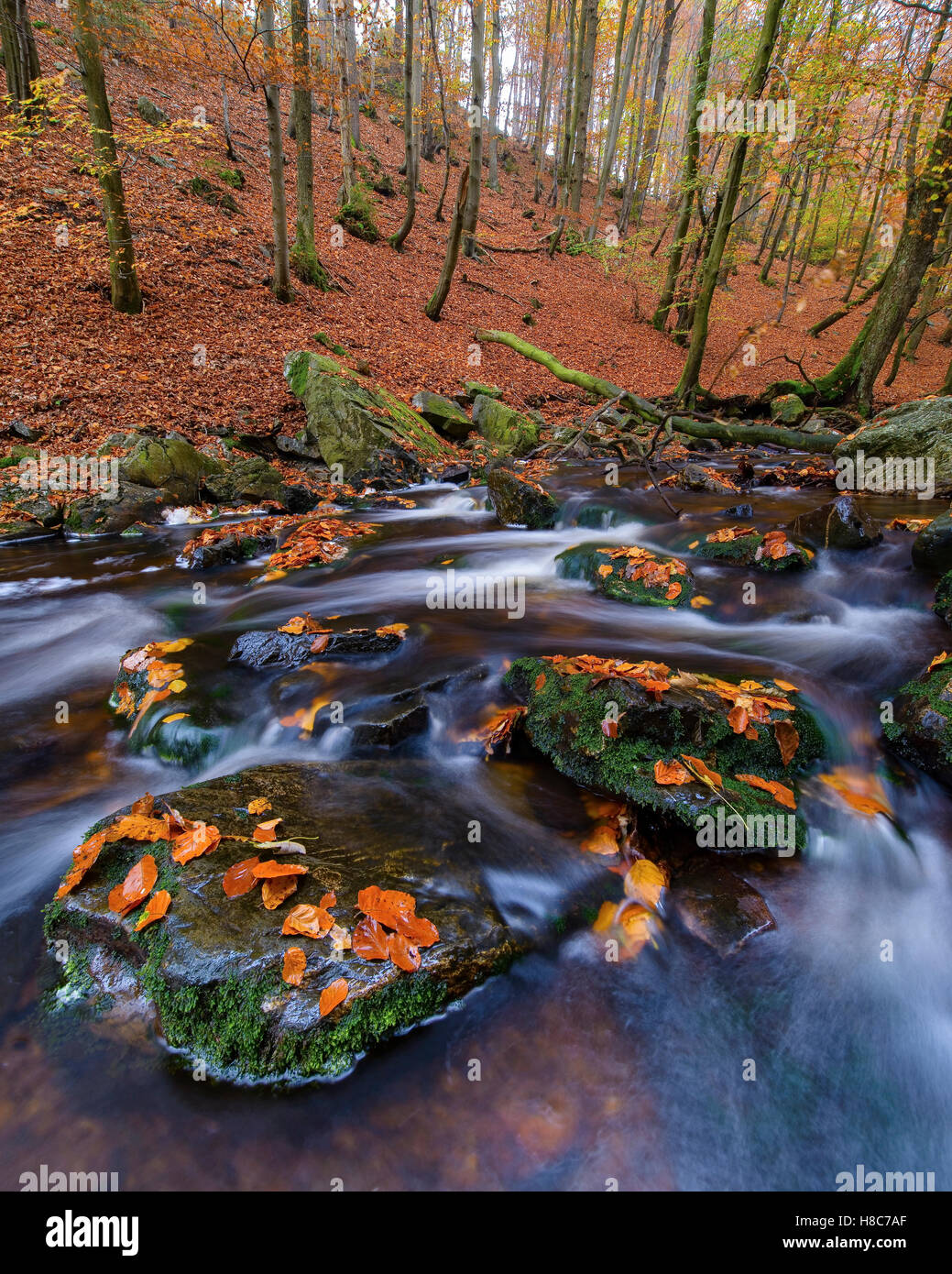 River flowing through forest in fall, Belgium Stock Photo - Alamy