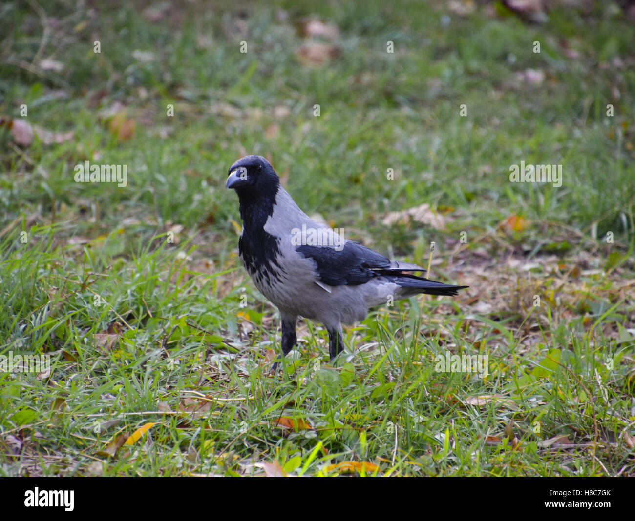 Scottish hooded crow hi-res stock photography and images - Alamy