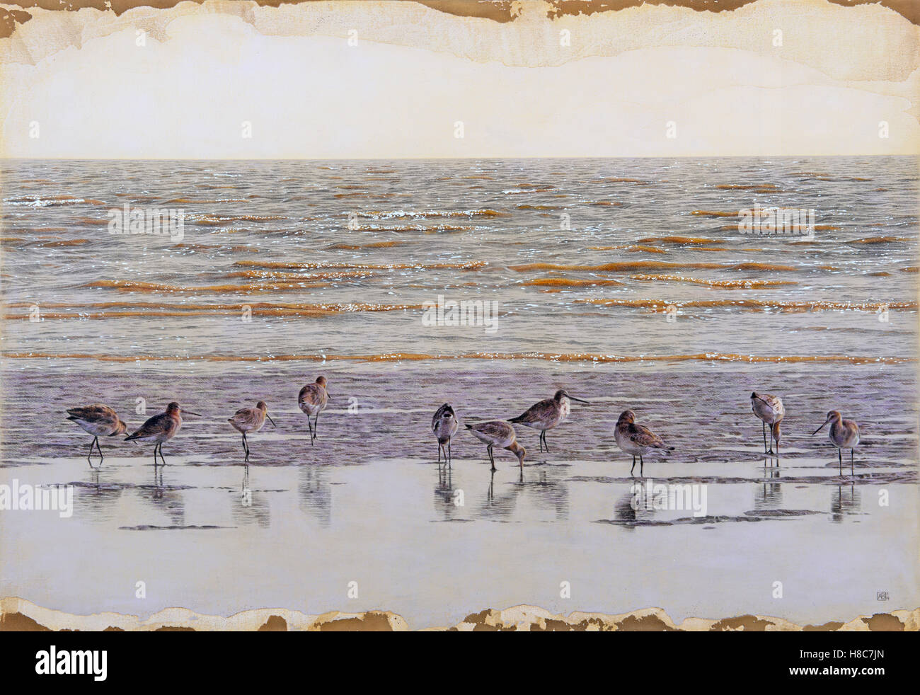 Godwit Drawing High Resolution Stock Photography and Images - Alamy