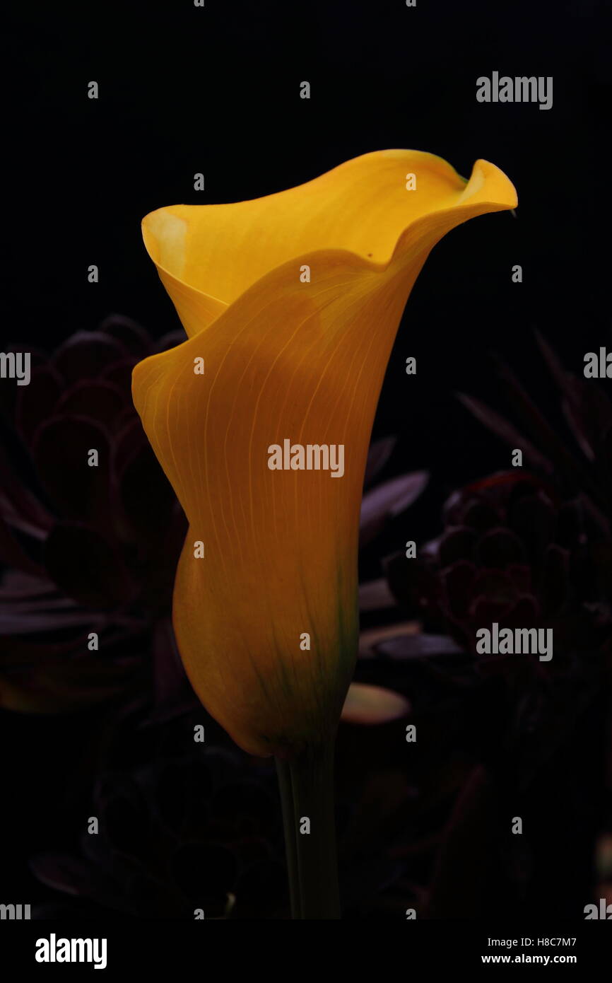 A yellow arum lily isolated against a dark background image in portrait ...