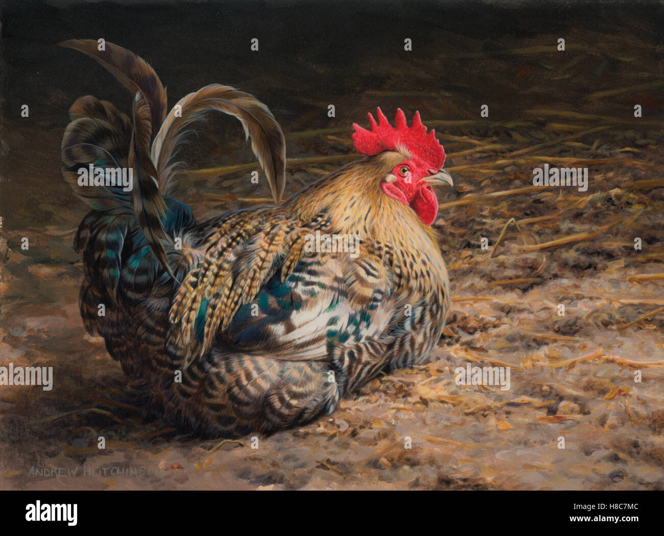 Cockerel drawing hi-res stock photography and images - Alamy