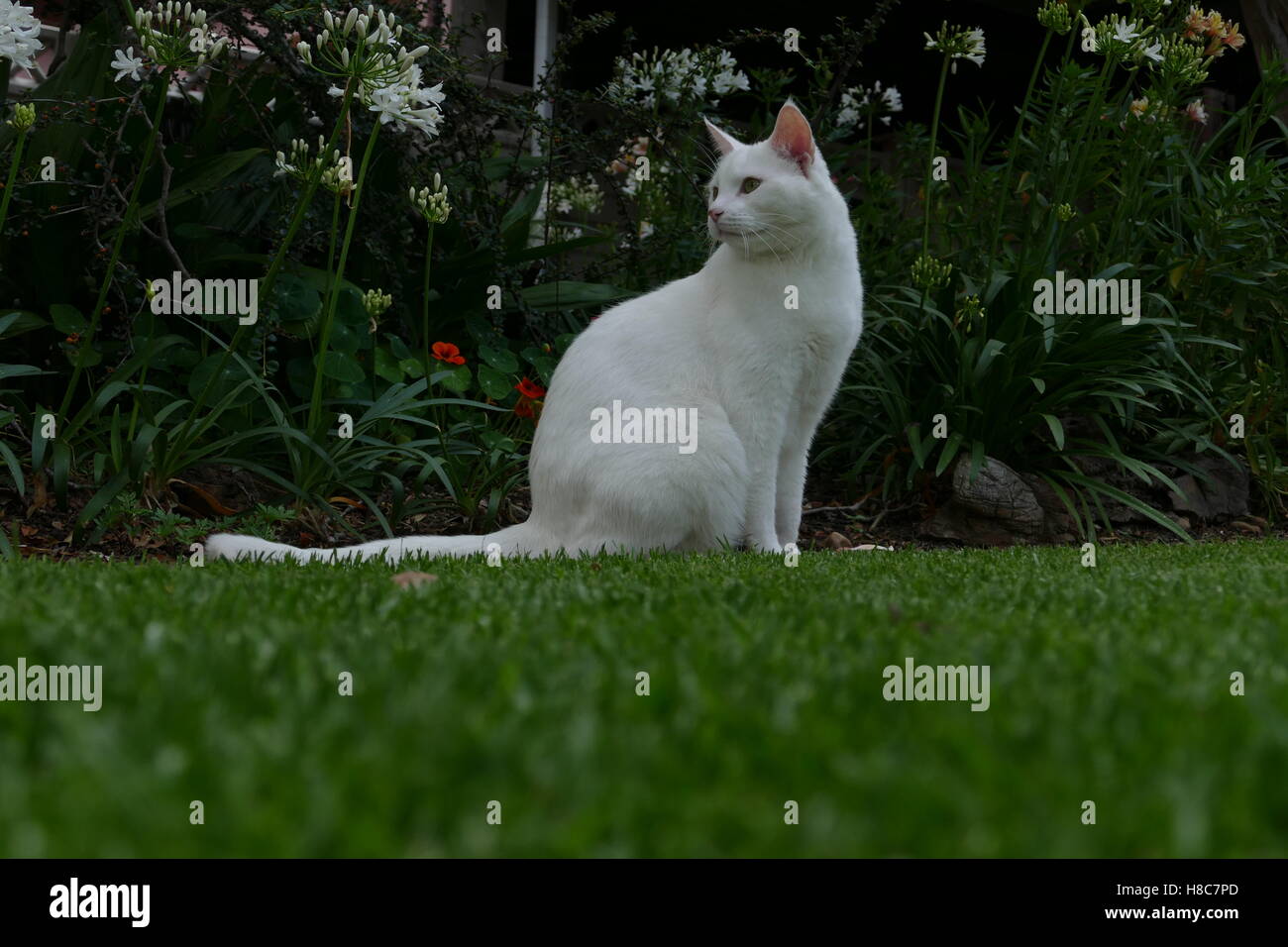 White cat in garden Stock Photo - Alamy