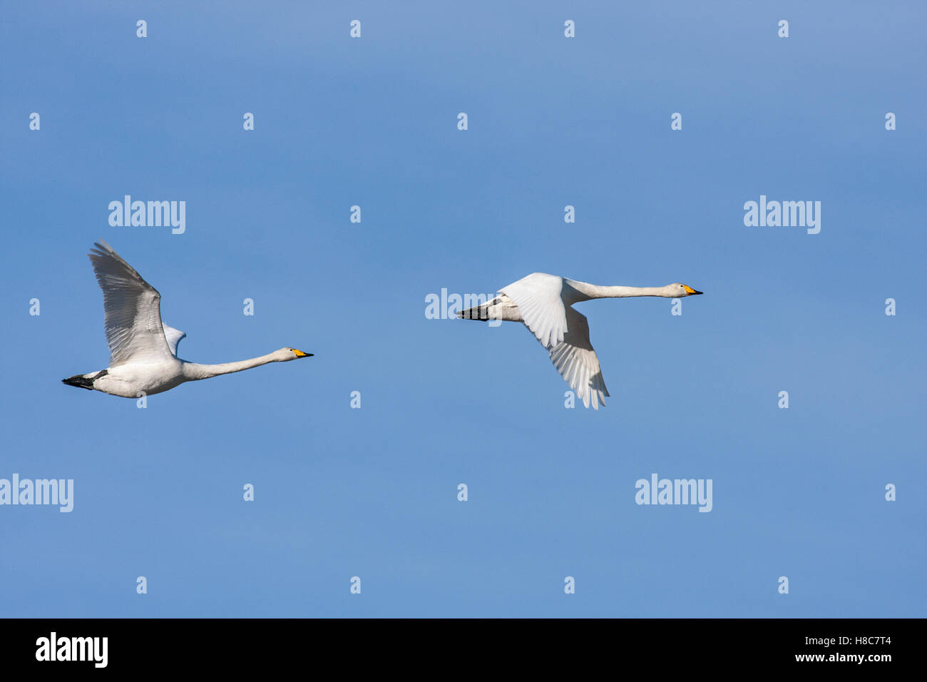 A couple of whooper swan in migration. Clear blue sky in April Stock ...
