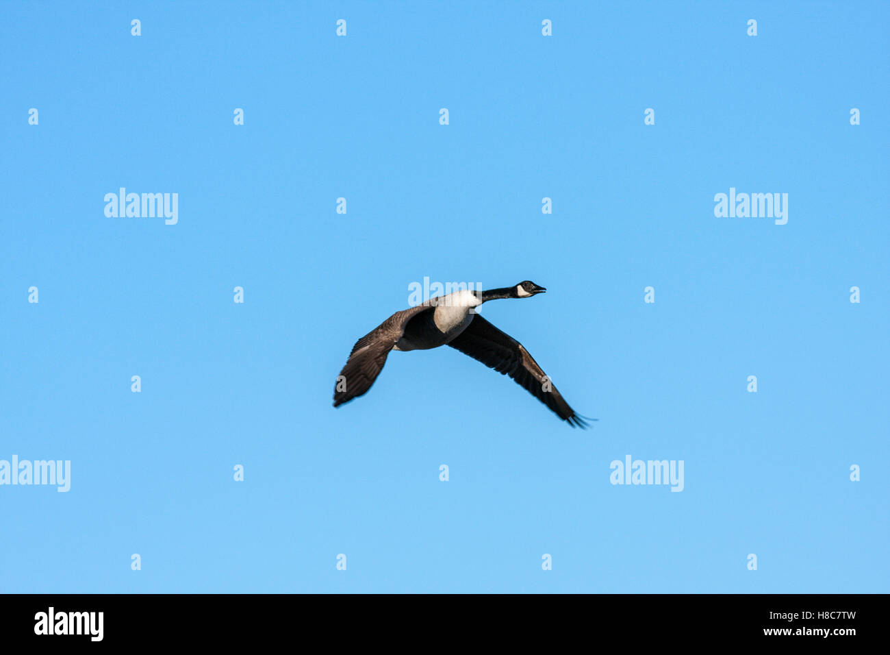 A single Canada goose in migration. Clear blue sky in April Stock Photo ...
