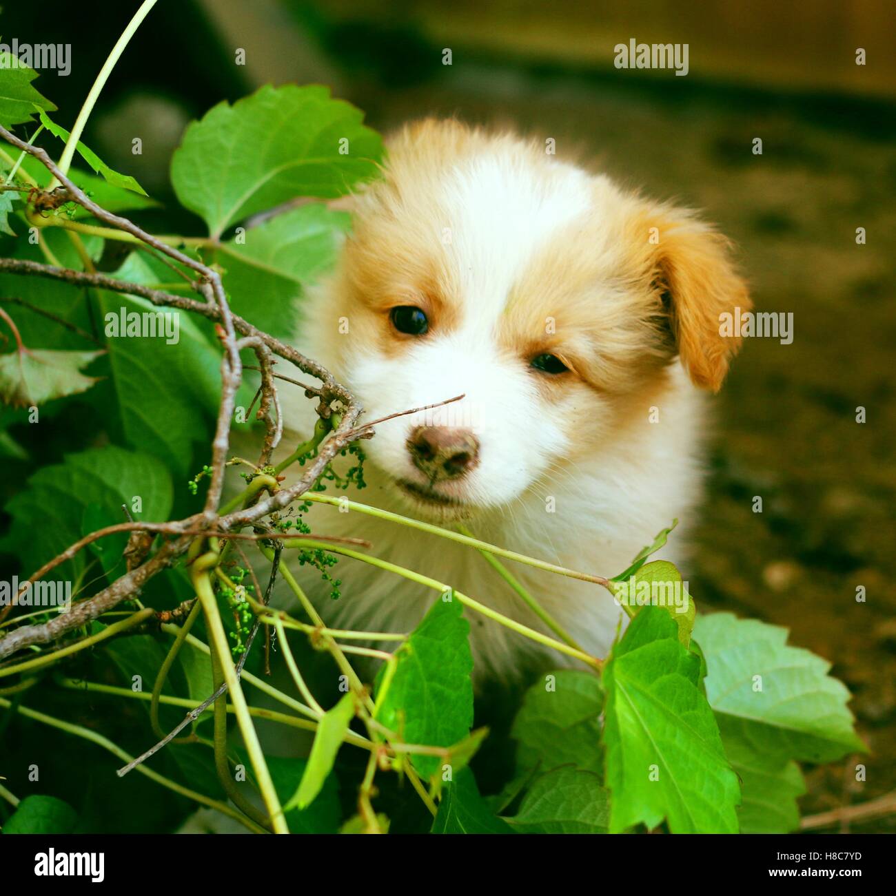 Puppy behind the tree hi-res stock photography and images - Alamy