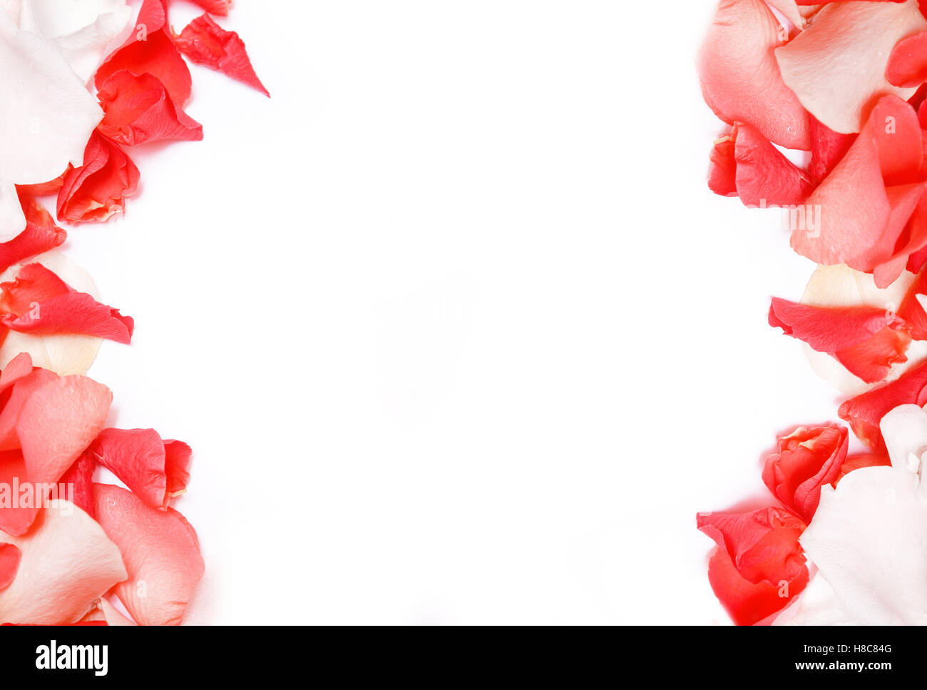 Pink and red rose petals on a white background Stock Photo - Alamy