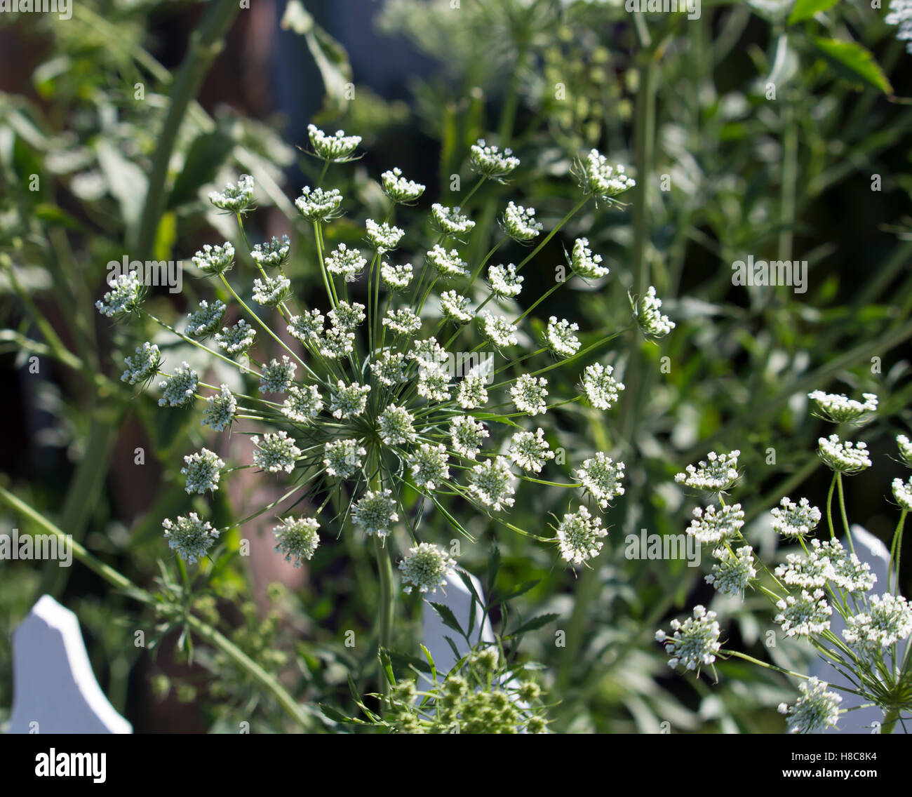 Daucus carota, wild carrot, bird's nest, bishop's lace, and Queen Anne ...