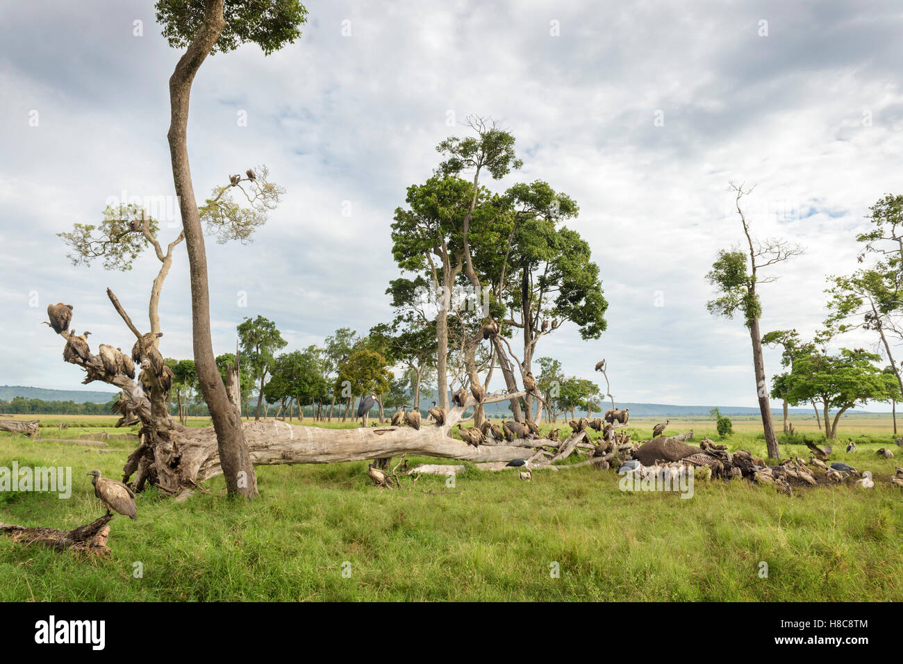 Vultures eating carcass hi-res stock photography and images - Alamy