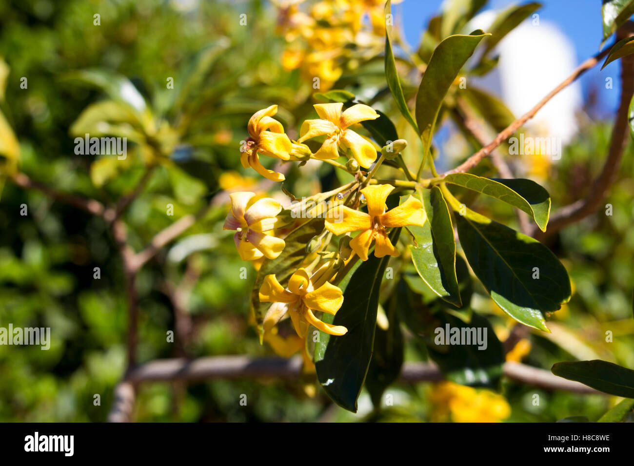 Stunning fragrant flowers of Hymenosporum flavum, or Native Frangipani ...