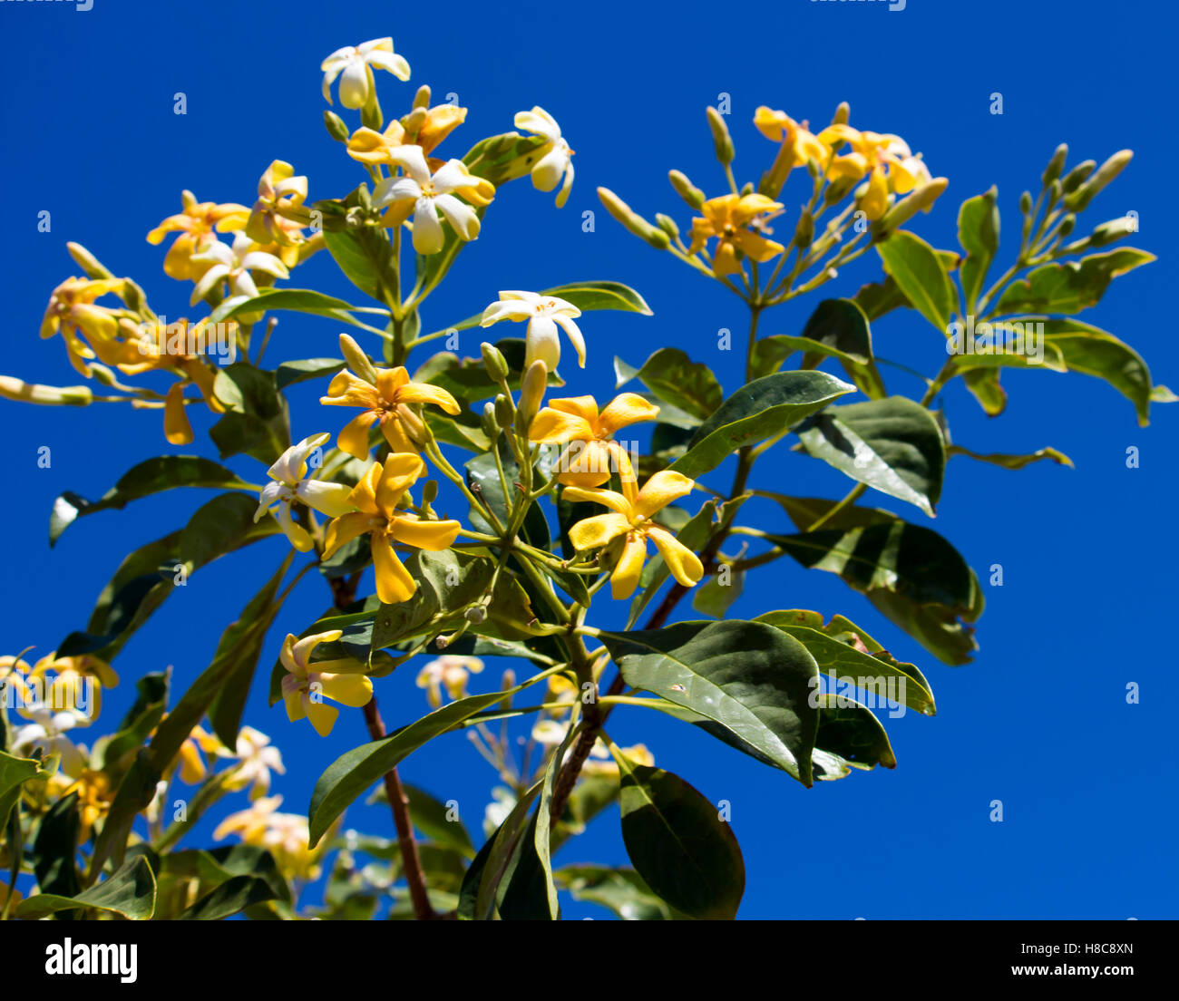 Native frangipani hi-res stock photography and images - Alamy