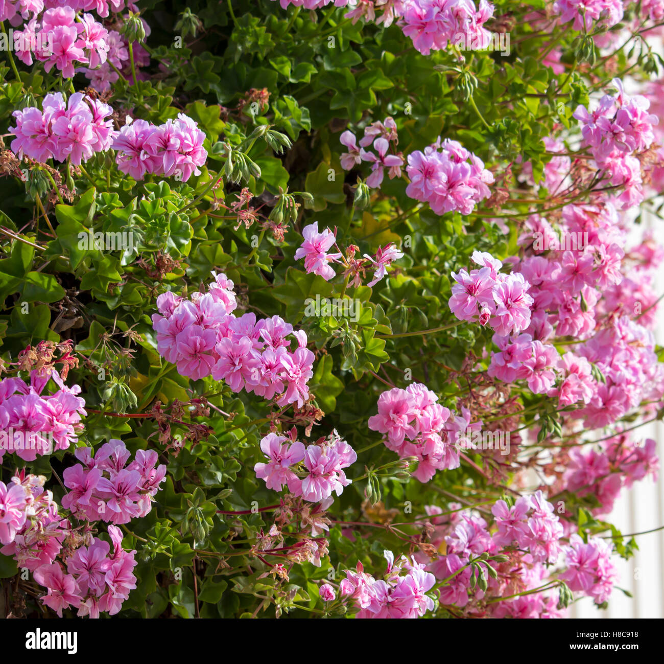 Beautiful double candy pink flowers of geranium species covering a ...