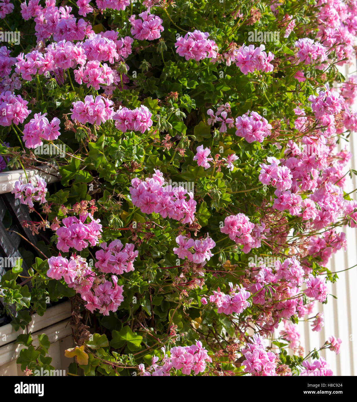 Pink Ivy Stock Photos & Pink Ivy Stock Images - Alamy
