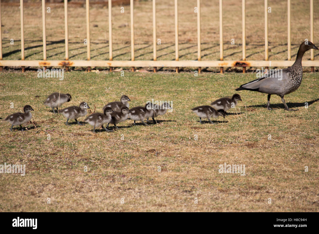 Ten Australian wood ducklings chenonetta jubata and parents walking on ...