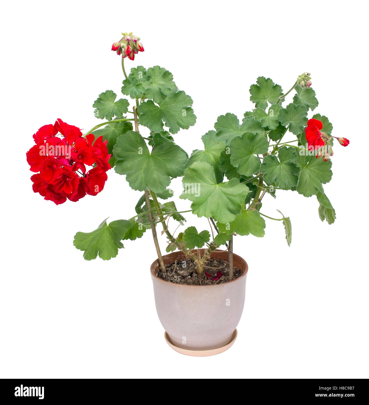 Red And White Geranium Stock Photos & Red And White Geranium Stock ...