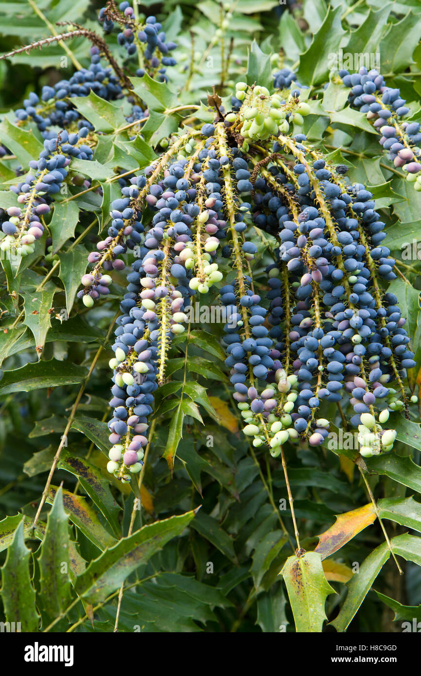 gardens of ninfa Stock Photo - Alamy