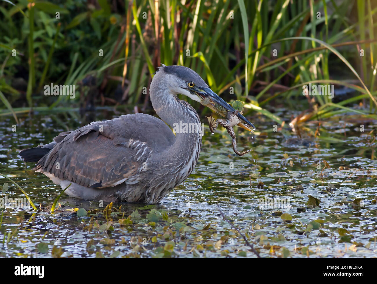 Great blue heron with frog in beak in Canada Stock Photo - Alamy